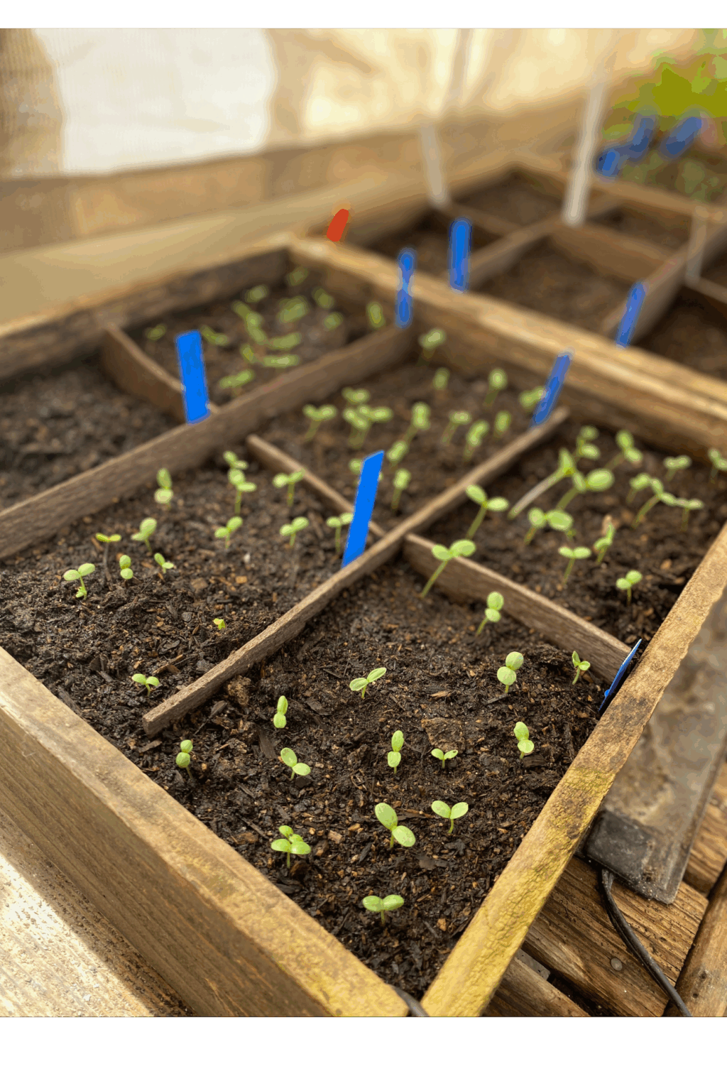 Spring Plant Sale & Family Fun Day - Luther Burbank Home & Gardens